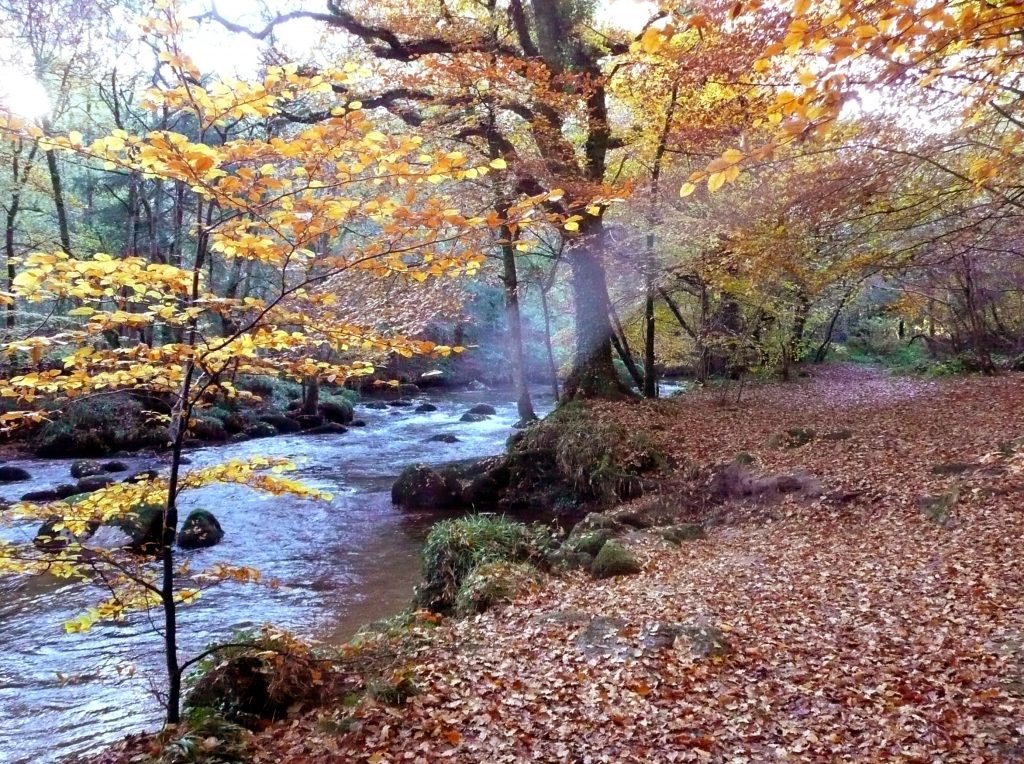 Gallery - Visit Chagford